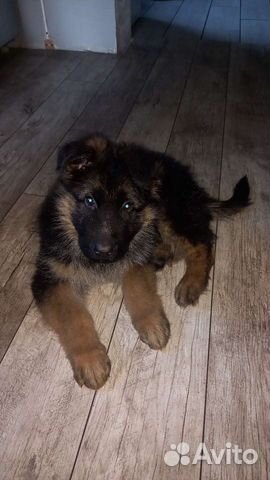 Немецкая овчарка