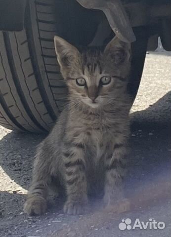 Котёнок