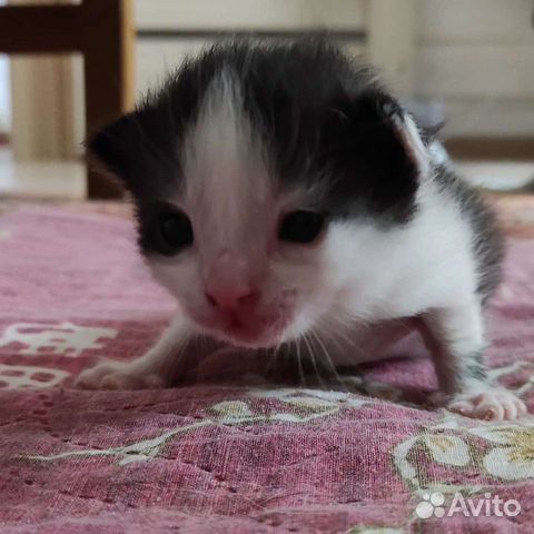 Малыш ищет новый дом, отдам котенка