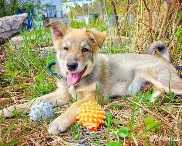 Щенок (мальчик, 2.5 месяца) в добрые руки
