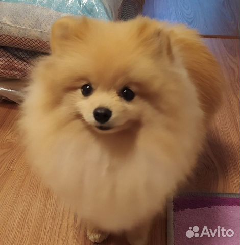 Шпиц