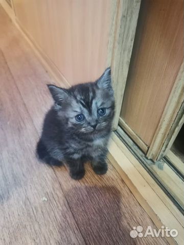 Продам котенка британской крови