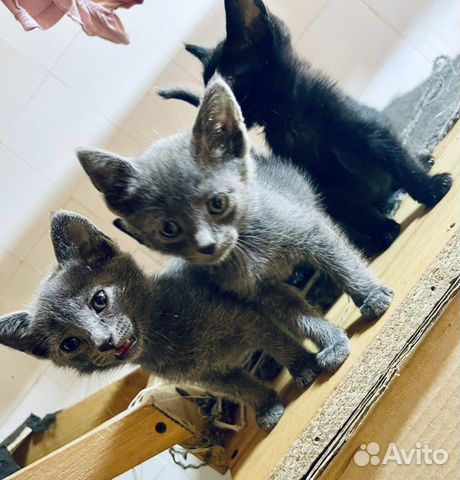 Котятки в добрые руки