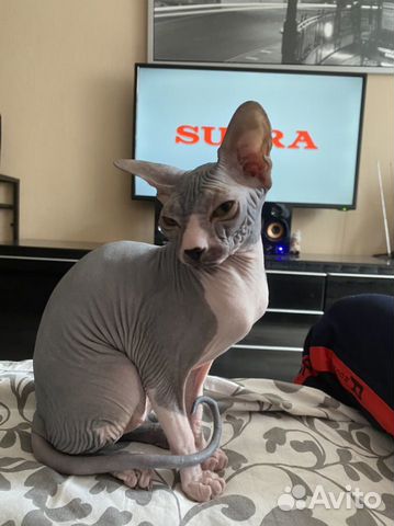 Канадский сфинкс котенок девочка