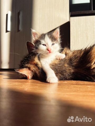 Отдам котят в добрые ручки