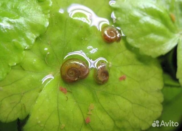 Улитки катушки