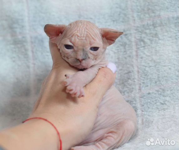 Канадский сфинкс девочка