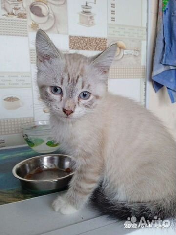 Малыш ищет дом