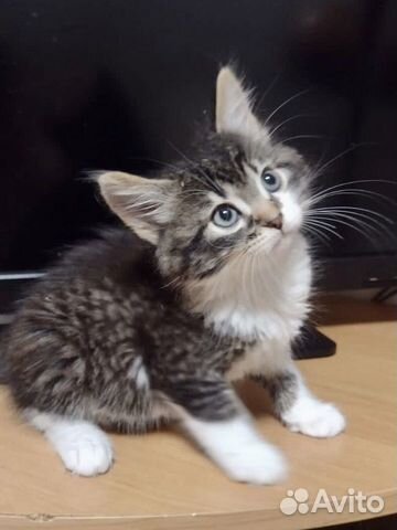 Котенок мальчик в добрые руки