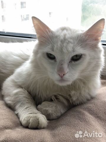 Зеленоглазый красавец Маркус ищет дом