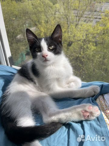 Котенку нужен любящий хозяин