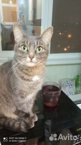 Кошка ждёт кота в гости