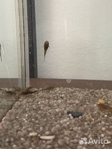 Рыбки Сомы анцитрус почти бесплатно