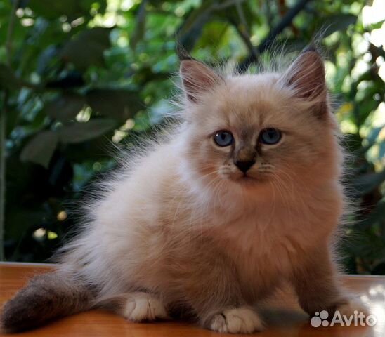 Котенок невской маскарадной кошки в добрые руки