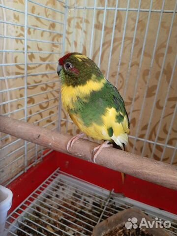 Попугай Какарик