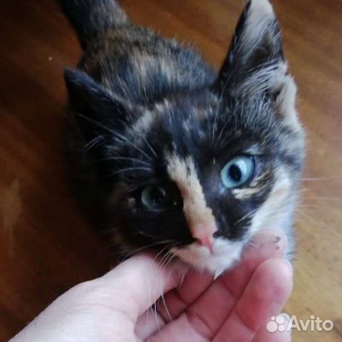 Черри кошка в добрые руки. Доставка