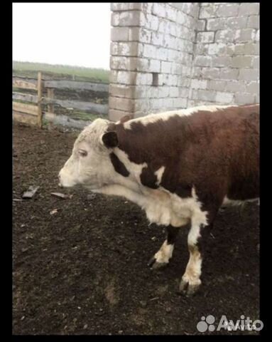Бычки и быки на мясо