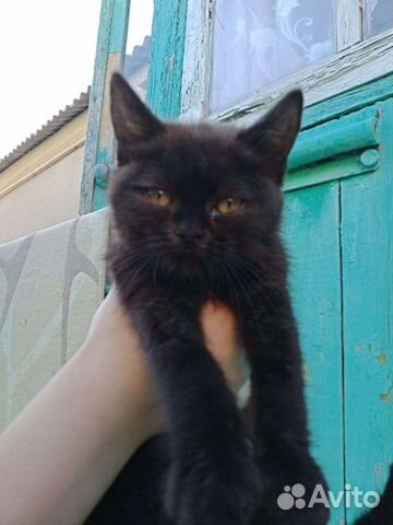 Котик в добрые руки