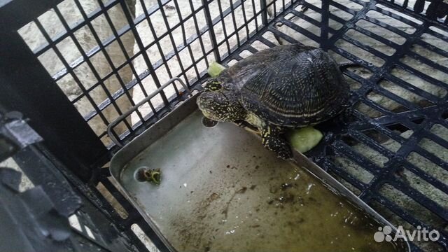 Болотная черепаха