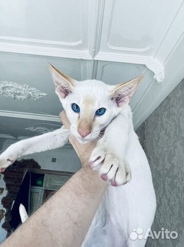 Ориентальный котёнок