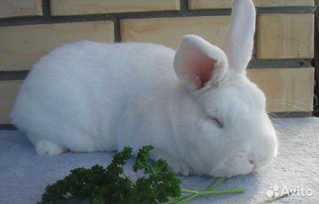 Элитные кролики Н. З. Б. в Самаре Есть другие поро