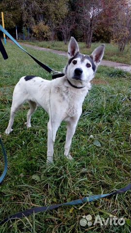 Барс, молодой пес, метис лайки