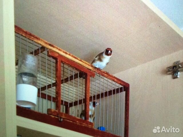 2 товарища
