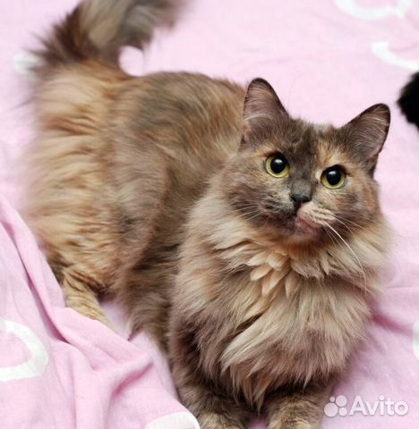 Джесси - пушистое очарование в добрые руки