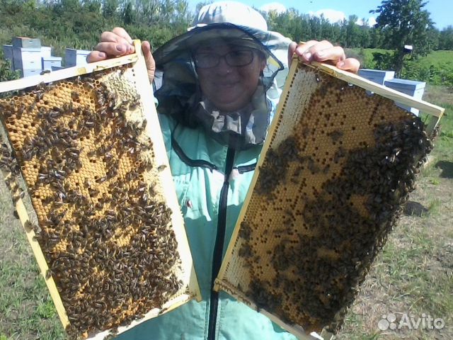 Продаем пчел. семьи. пакеты