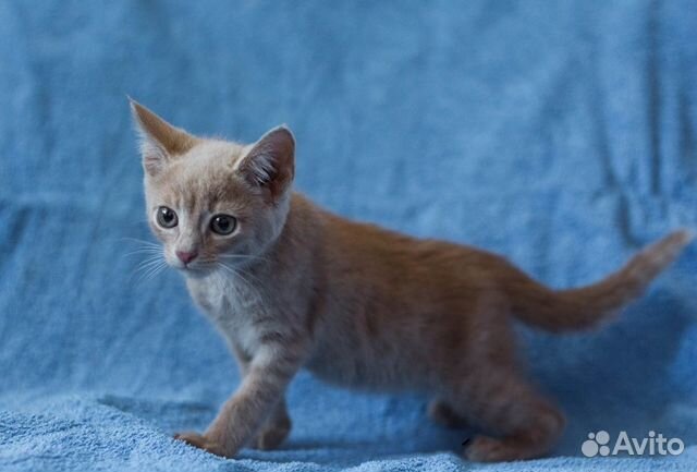 Плюшевые, розовые котята в добрые руки