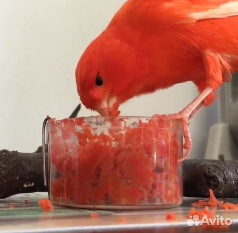 Поющие птицы(кенары)