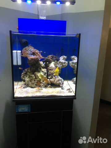 Мини морской аквариум