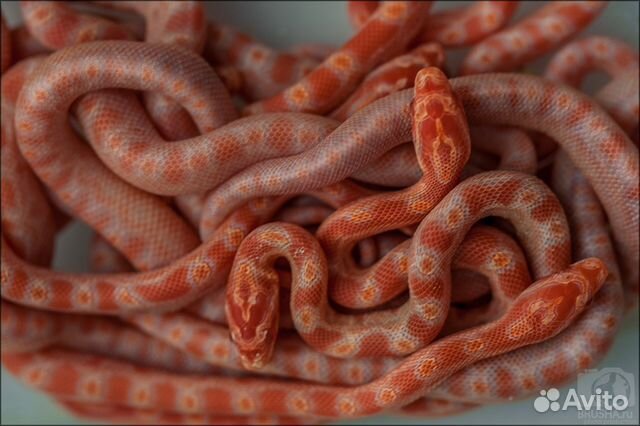 Маисовый полоз альбино окити - молодые змеи