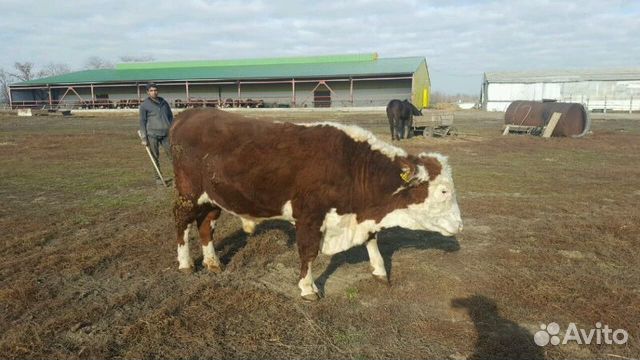 Быки производители герефордская порода