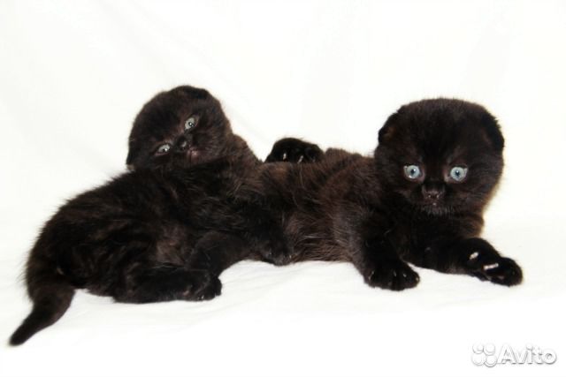 Вислоухая классная кошечка Алекса