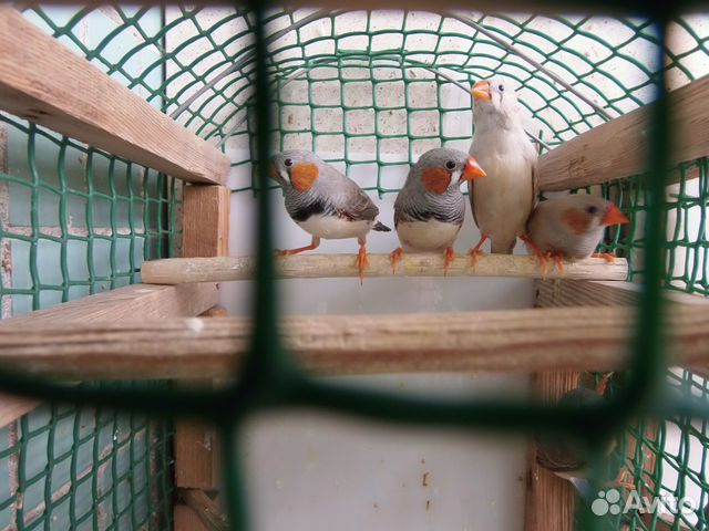 Птенцы зебровых амадин