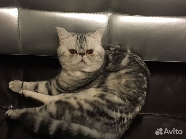 Кот Экзот для вязки