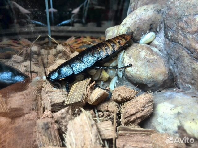 Мадагаскарские шипящие тараканы