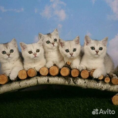 Зеленоглазые британские девочки и мальчики