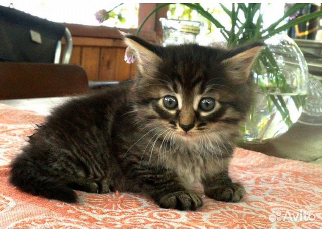 Котята мальчик и девочка
