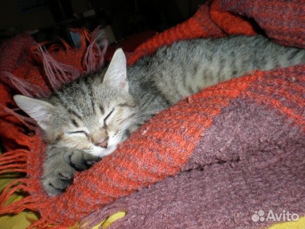 Отдам замечательную кошку в добрые руки