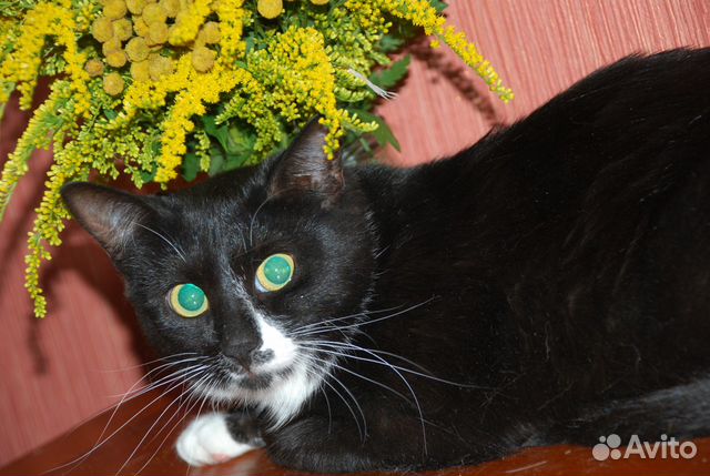 Кошечка в поисках дома