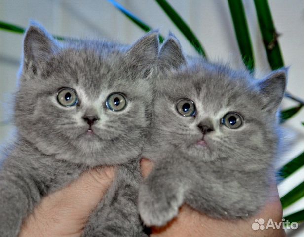 Кошечки голубого окраса