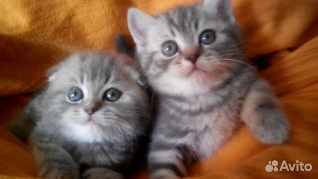 Плюшки ватрушки