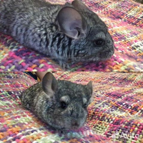 Отдам Шиншилу