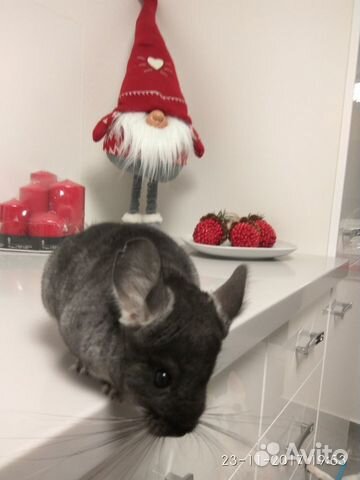 Шиншиллы
