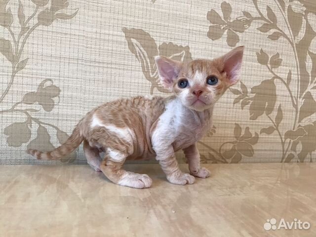 Котик Беляшик