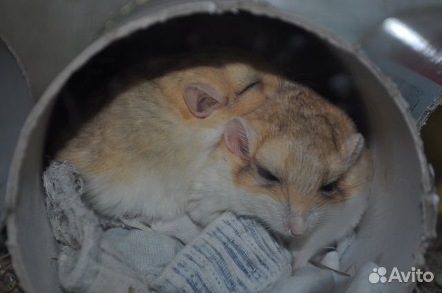 Жирнохвостая песчанка (Pachyuromys duprasi)