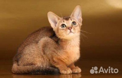 Милана и Граф смотрите видео видео