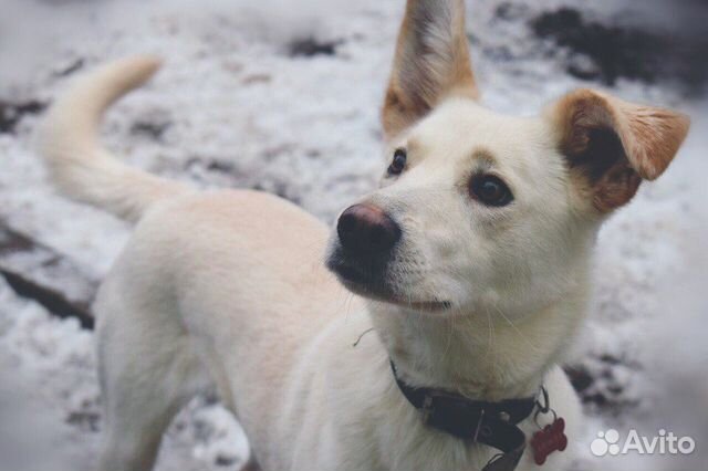 Красавица Агата ищет дом